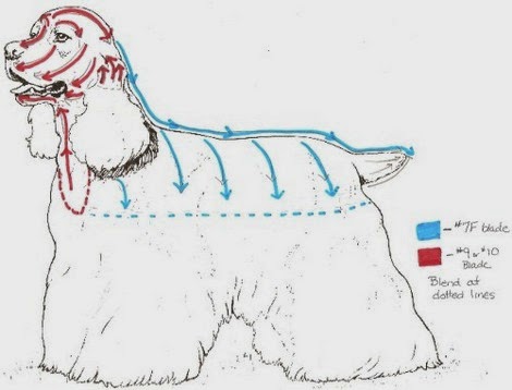 How to Groom My Dog: How to Groom a Cocker Spaniel at Home