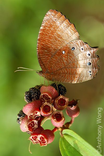 Butterflies of Singapore: May 19, 2012
