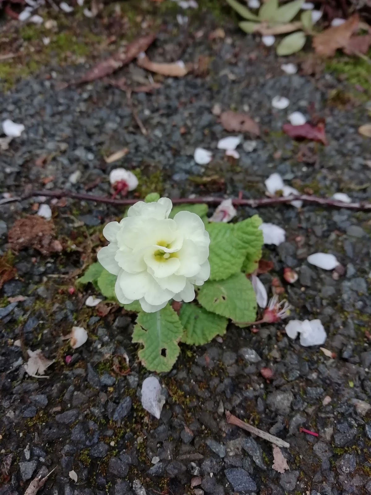 Primevère des jardins, Primula, Famille Primulacées Primevère des jardins, Primula, Famille Primulacées