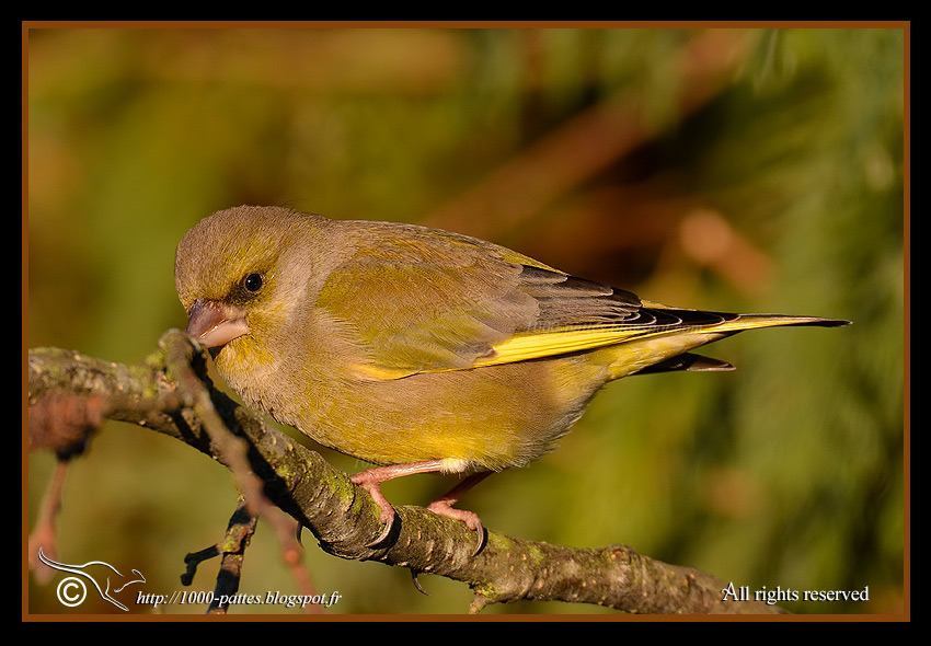 WILDLIFE GATEWAY: Verdier d'Europe