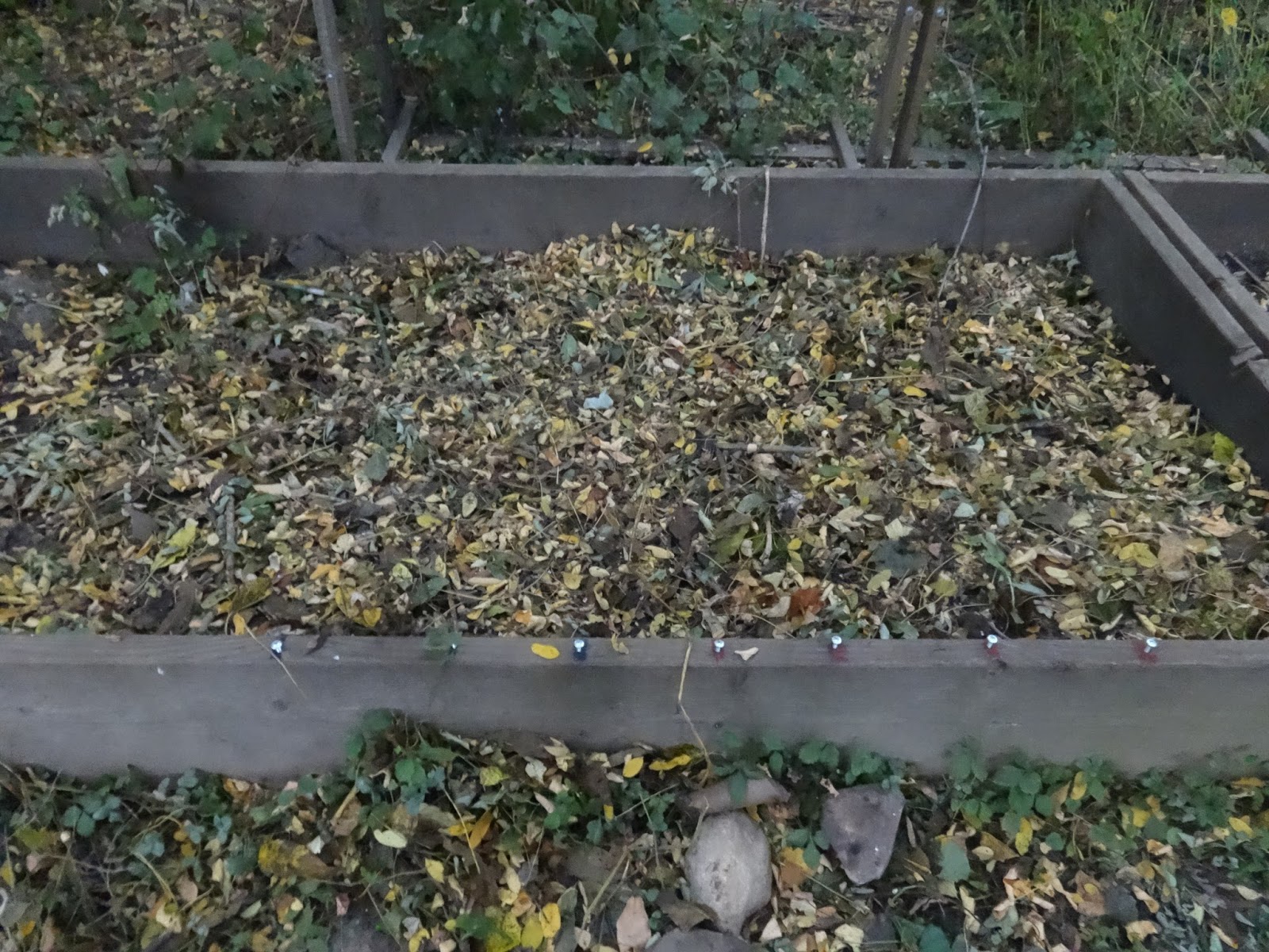 The Perennial Agriculturalist: litter