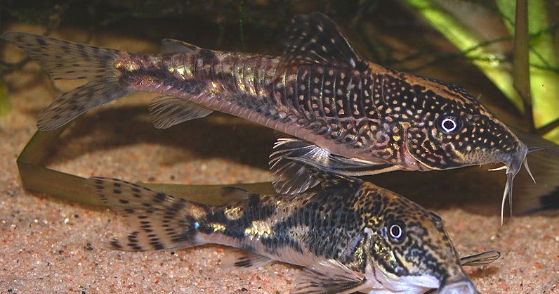 Corydoras - MY PETS