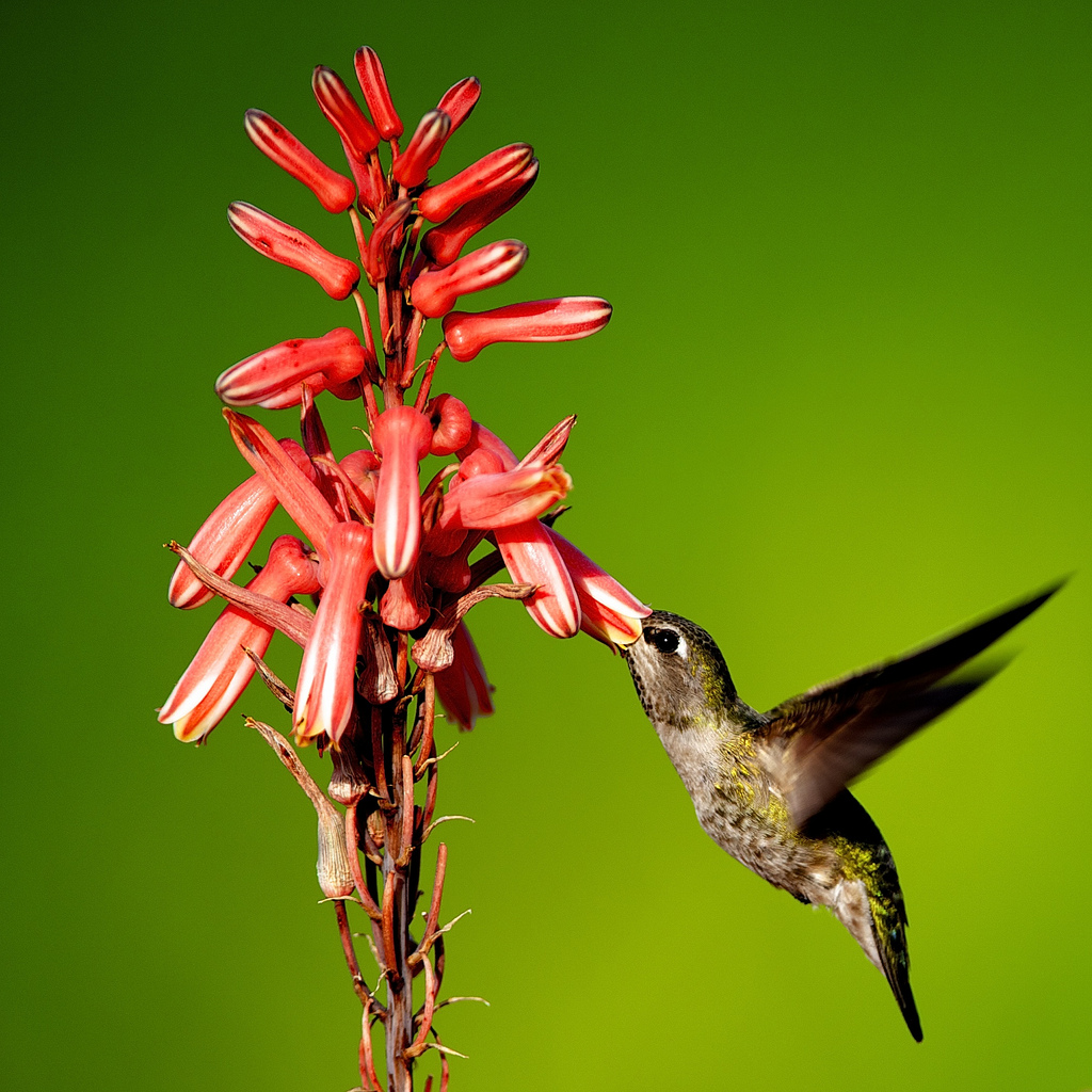 School Of Digital Photography: Tips For Photographing Hummingbirds