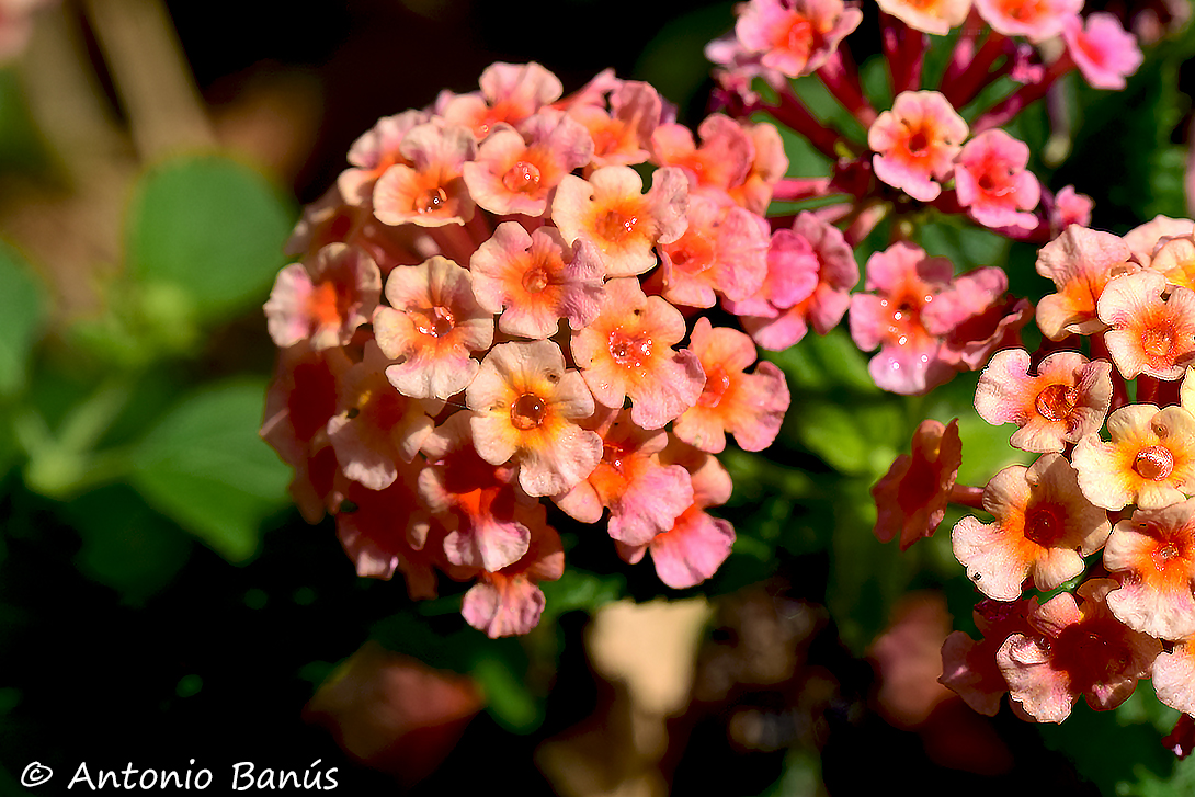 APRENDIENDO CON LA VISTA: Otra puesta de sol y otras flores, Soledad.