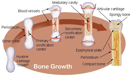 Straining Forward: Anatomy and Physiology: Two Ways of Bone Growth and ...