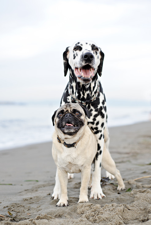 The Daily Puglet: PUG HIGH