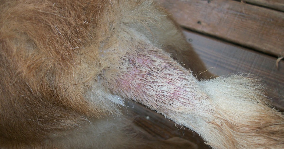 Peaceful dog: Summer skin struggles