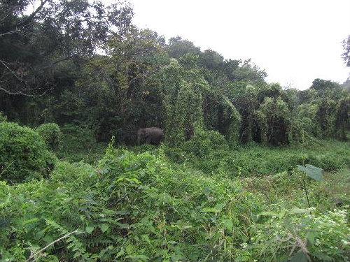 Chilapata Tourism - Chilapata Travel Guide - Sightseeing, Accommodation ...