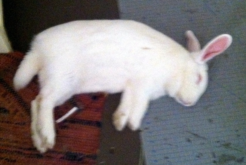 Rabbit Ramblings: Flopapalooza -- The DBF, or Dead Bunny Flop