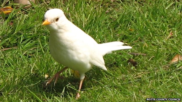 White Bird in a Blizzard (2014) | Nolan Fans Forums