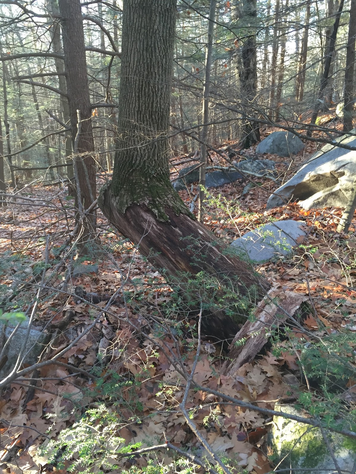 A New England Woodland: Bent Tree Trail