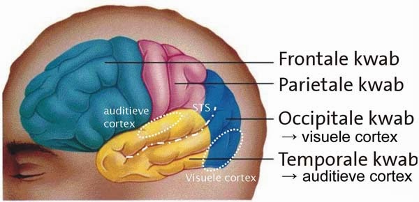 Hartelijks: Trainen voor BBB en temporaalkwab