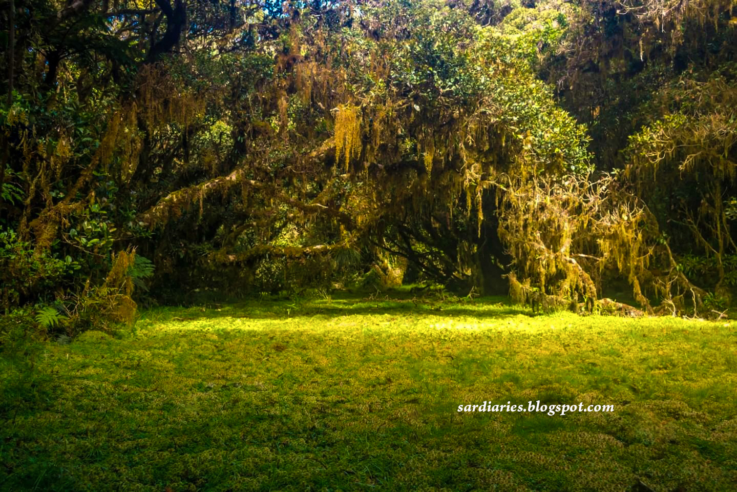 sardiaries: DIY Hike to Mt. Napulawan