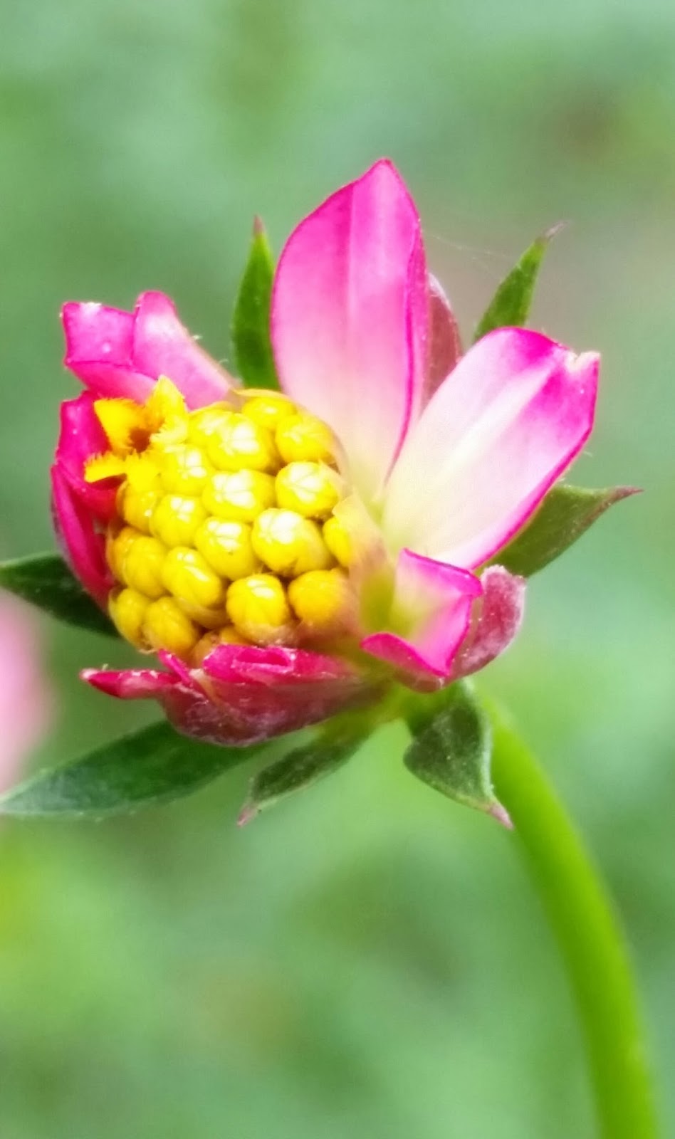 Warisan Petani: WW 64 : Bunga Pokok Ulam Raja