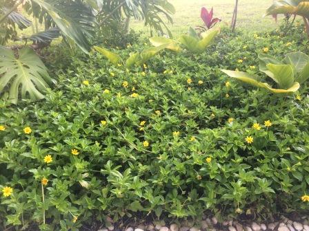 Wedelia biflora | Pustaka Flora | Database Tanaman Landscape