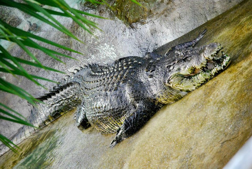 Wanderer: Bunawan, Agusan del Sur - Farewell Lolong!