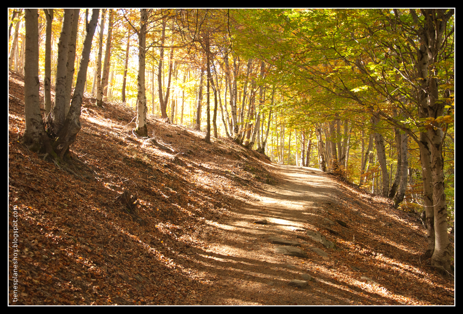 El Hayedo de la Tejera Negra | ¿Tienes planes hoy?