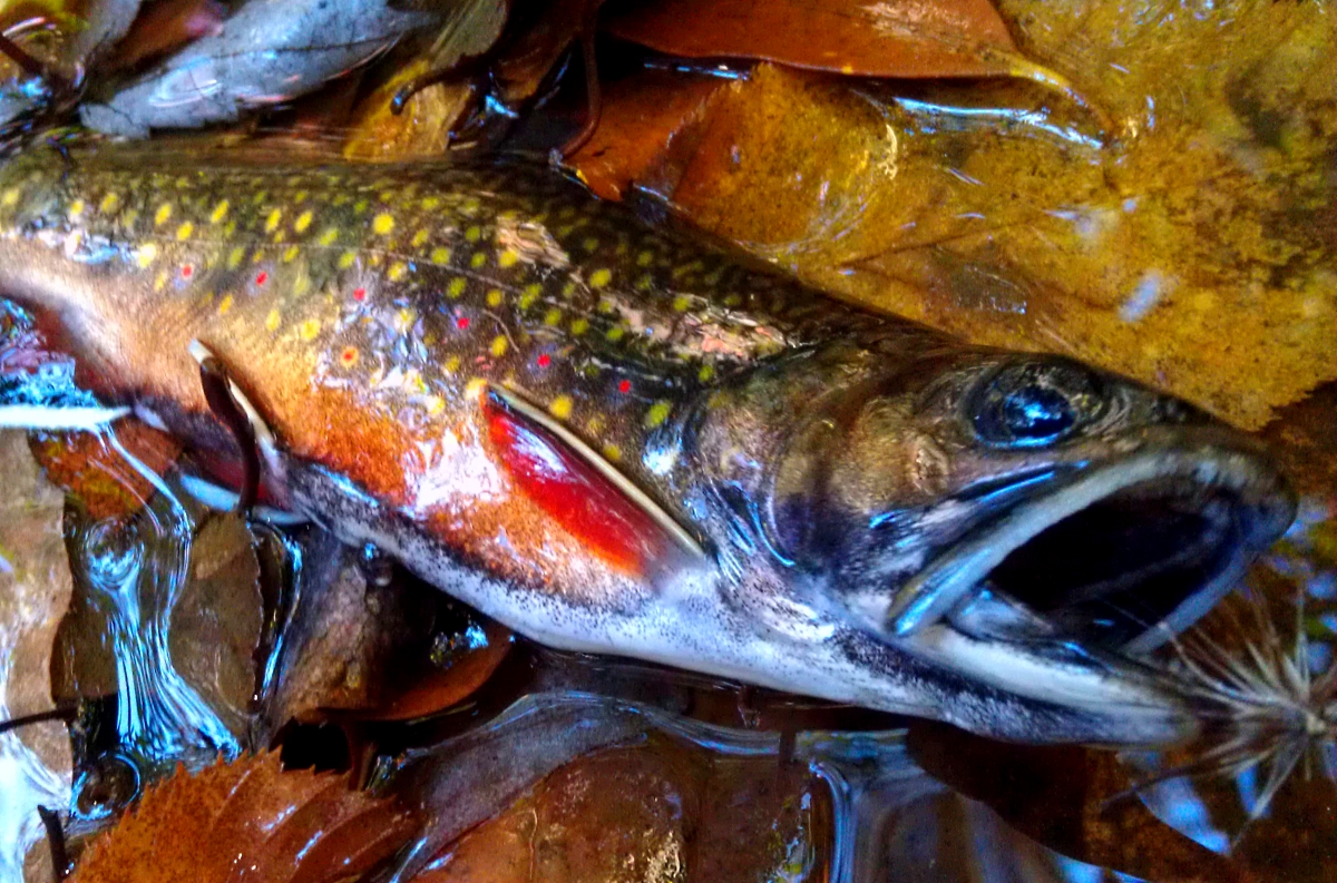 A Year On The Fly: Epic Brook Trout Water - Chasing Blue Lines In SC ...