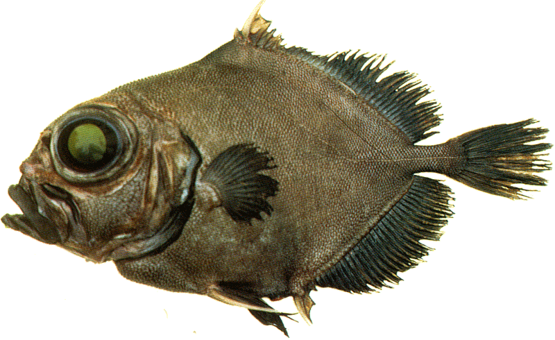 Tareas para un 20: DIPTICO BLACK DORY