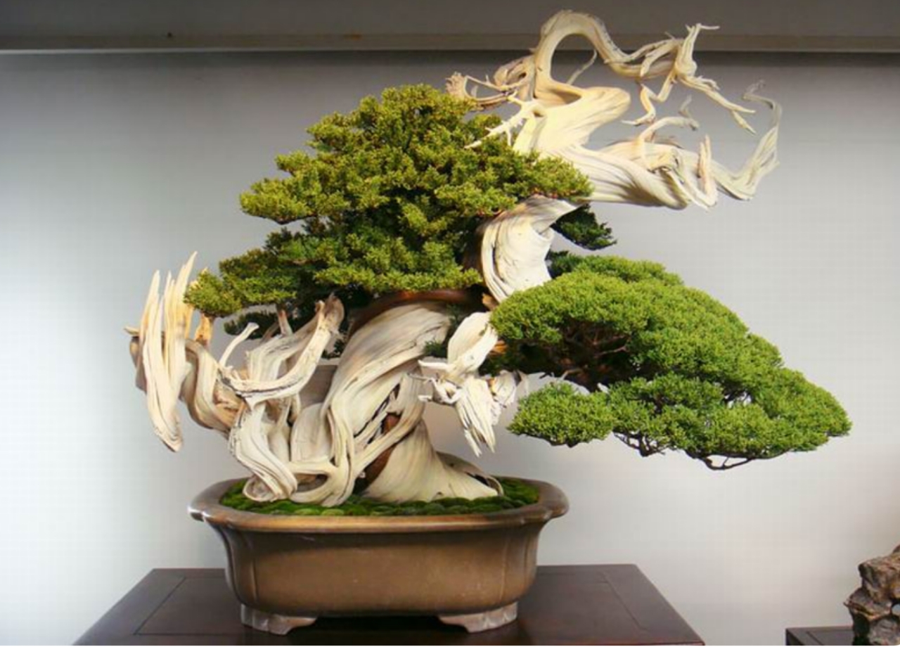 Deretan Pohon Bonsai Jepang yang mengagumkan - Payana Dewa Deretan Pohon Bonsai Jepang yang mengagumkan - Payana Dewa