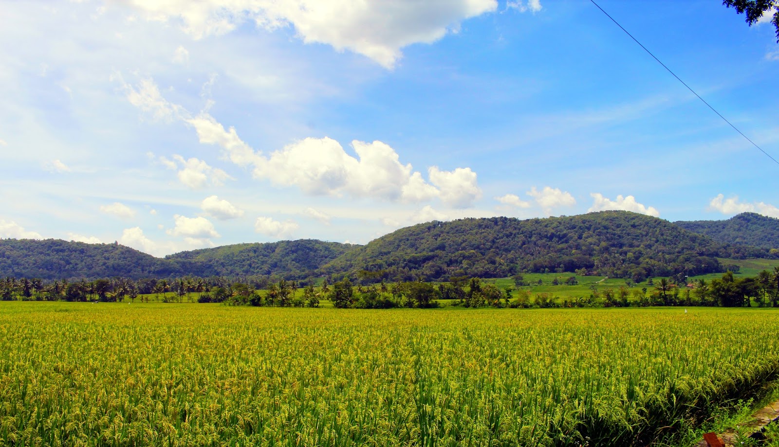 Pemandangan Sawah Desa Kenteng Nanggulan Yang Indah - WEB | LOVEHEAVEN 07