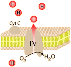 Punk Biology Student Blog: ELECTRON TRANSPORT SYSTEM (SISTEM TRANSPOR ...