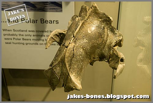Half term trips: The National Museum of Scotland : Jake's Bones