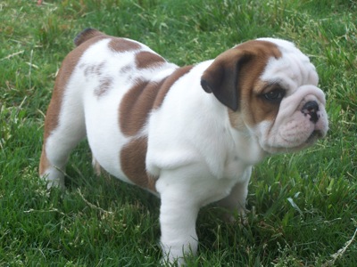 BlueRidgePetCenter: Bulldogs - Breed Information