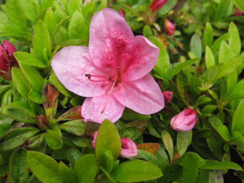 SJG bloom 2011: MAY, p. 5: Still more rhodies & 1 tree peony