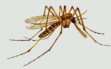 do vjecnog uspeha : KOMARAC - SPECIJALNO ALLAHOVO STVORENJE