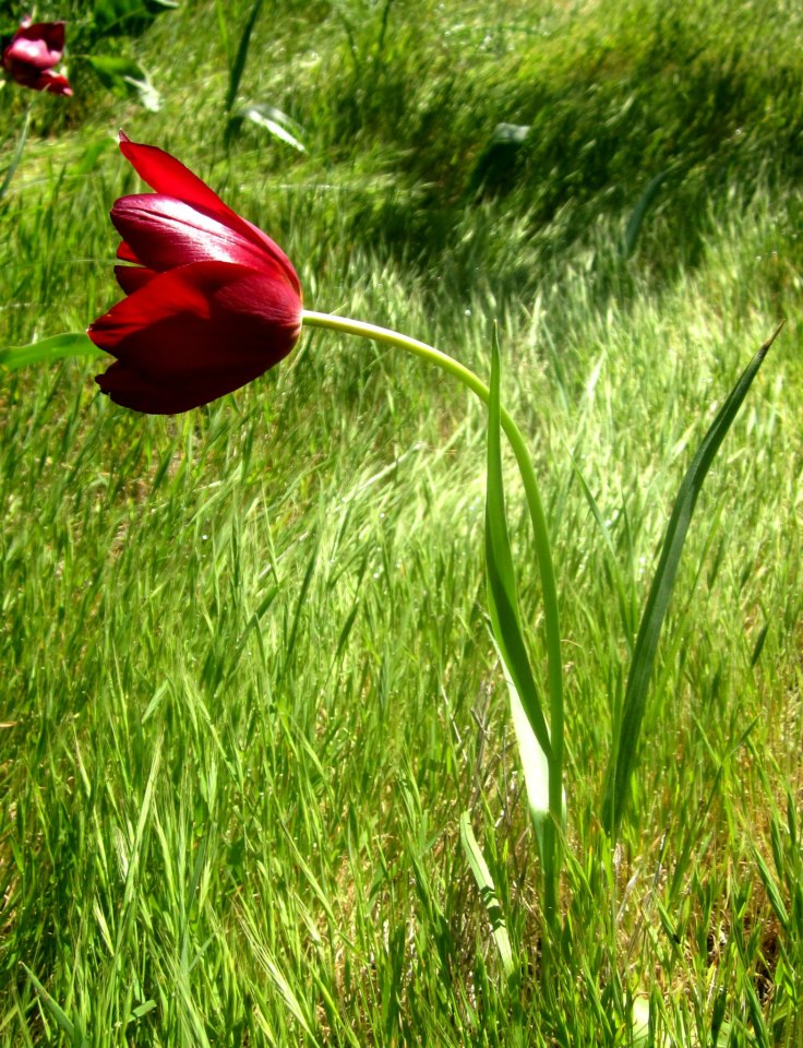 Biodiversity of Cyprus by NGO Protection of the Natural Heritage and ...