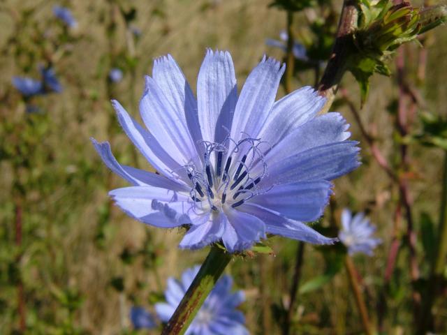 LJEKOVITO BILJE I LIJECENJE BILJEM: LJEKOVITO BILJE: Konjogriz ...