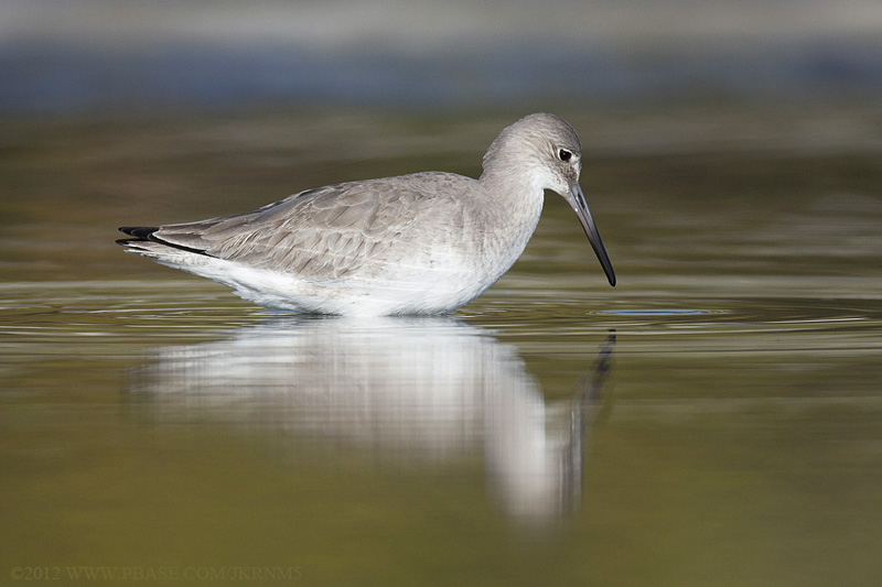 SWFloridabirder: Two Florida Curlew Sightings: A Least Concern