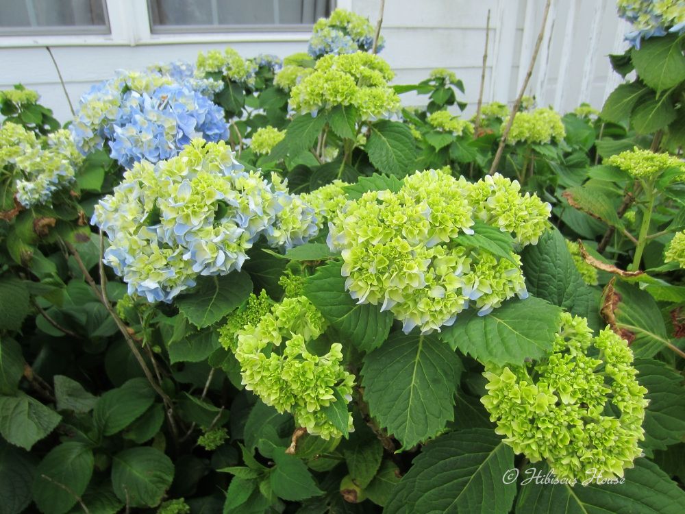Hibiscus House: Morning Walk Hydrangeas In Full Bloom