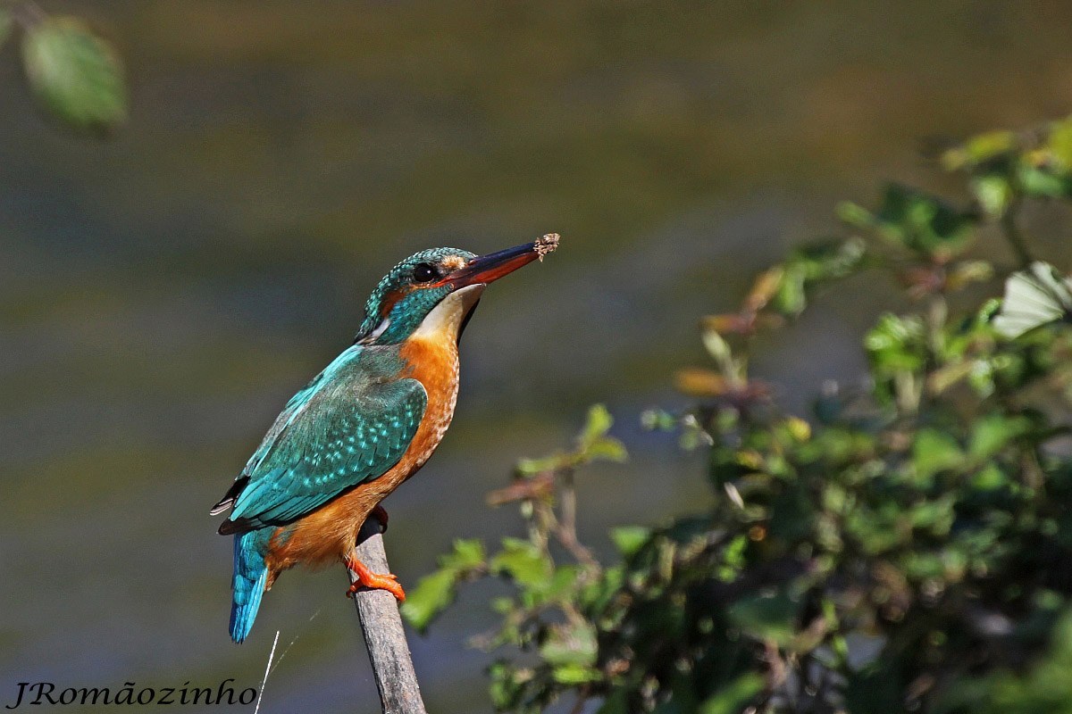 Pescador de aves: Guarda rios