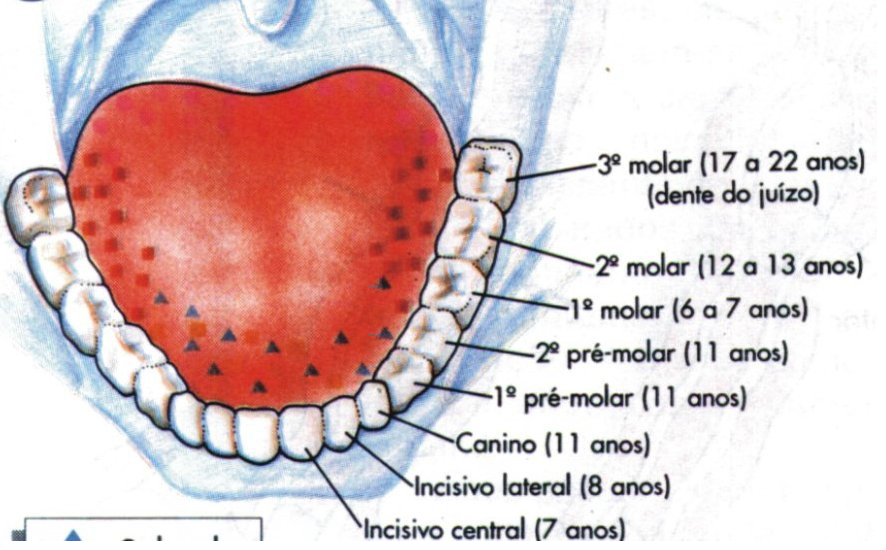 SISTEMA DIGESTÓRIO (RESUMO)