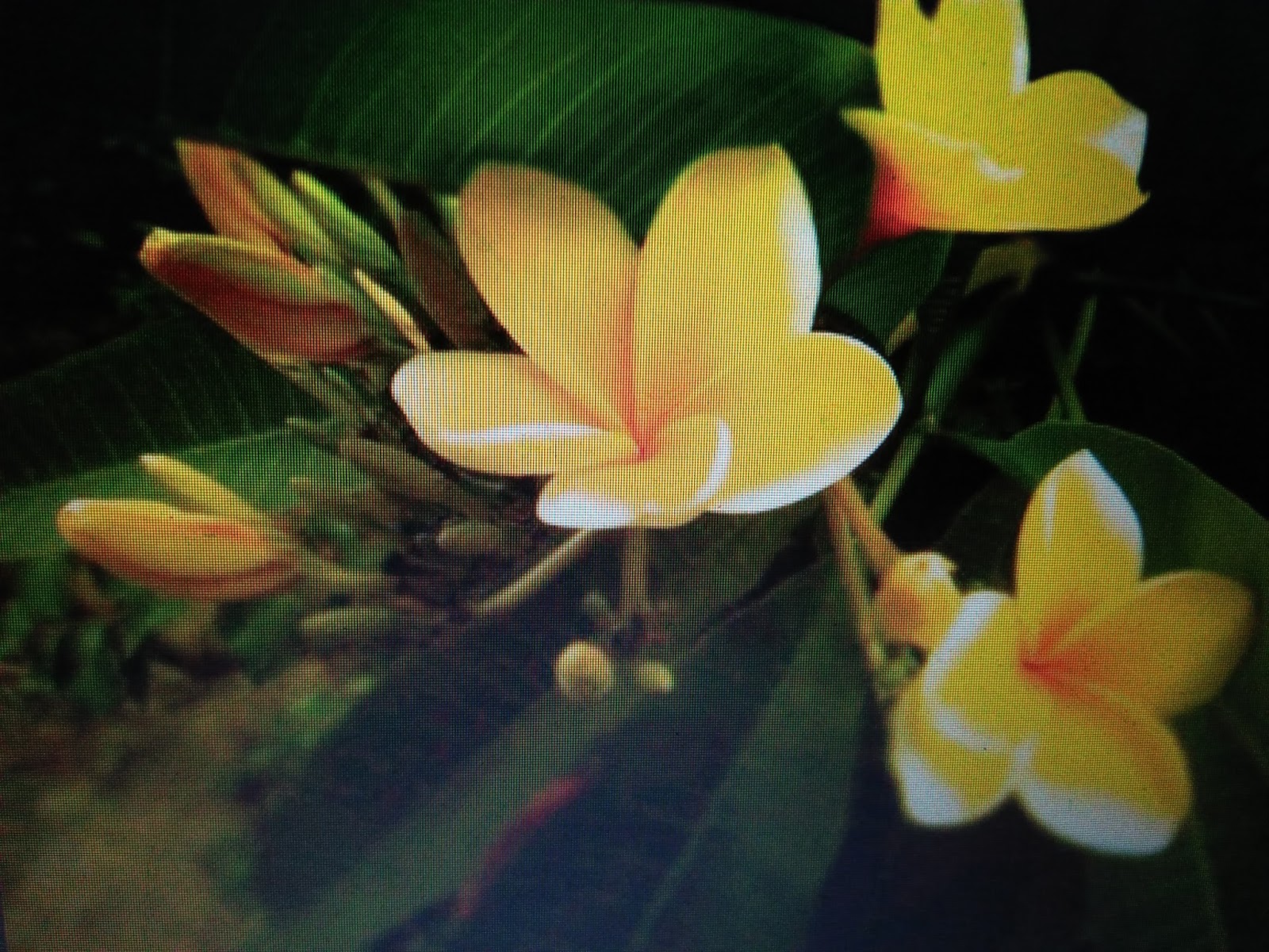 Fuziah Sulaiman blog: Jom kenali KEMBOJA - PLUMERIA di Laman WOFA