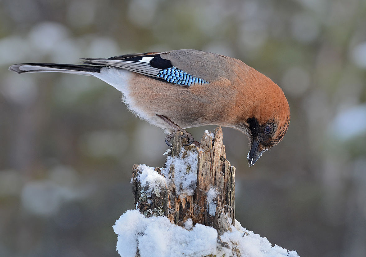 nature around me: Photo gallery: birds