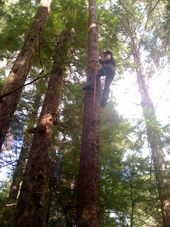Draw Me Close: Tree climbing old-school logger style, care of Jay ...