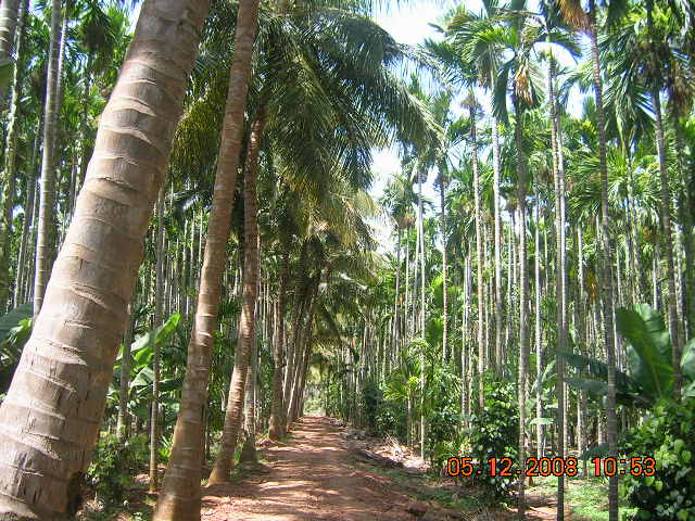 srsshimoga: GLIMPSES OF MALNAD SHIMOGA