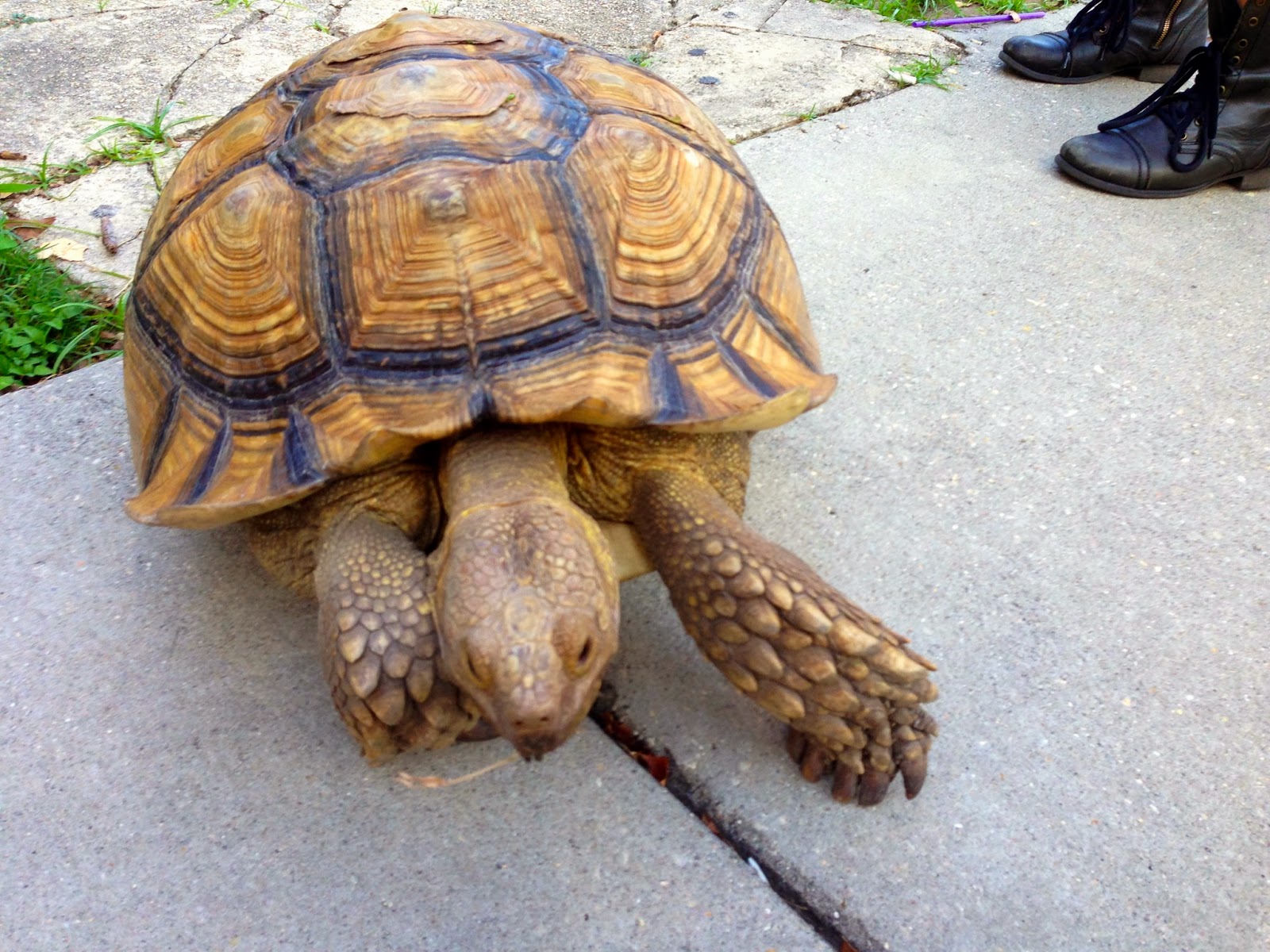 Vintage Mulberry: Tortoise Shells!