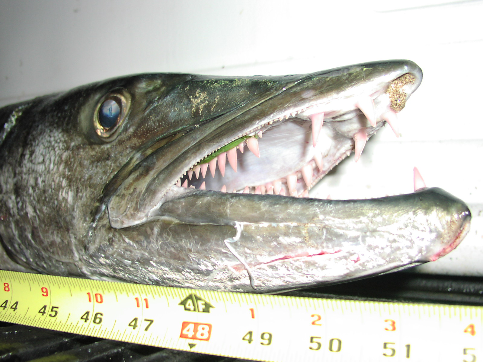 Fishing Guam: All About Fishing on Guam