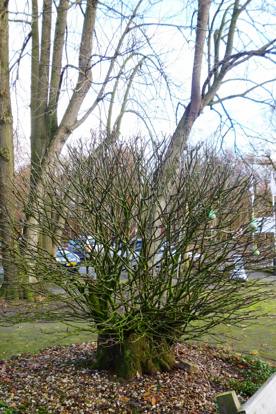 Bomenstichting Achterhoek: Lindeboom met tweede kans