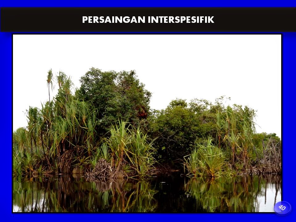 EKOSISTEM RAWA AIR TAWAR: Ekosistem Rawa Air Tawar.ppt