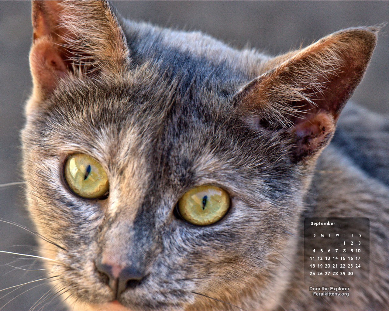 September Desktop Cat Calendar - Dora The Explorer