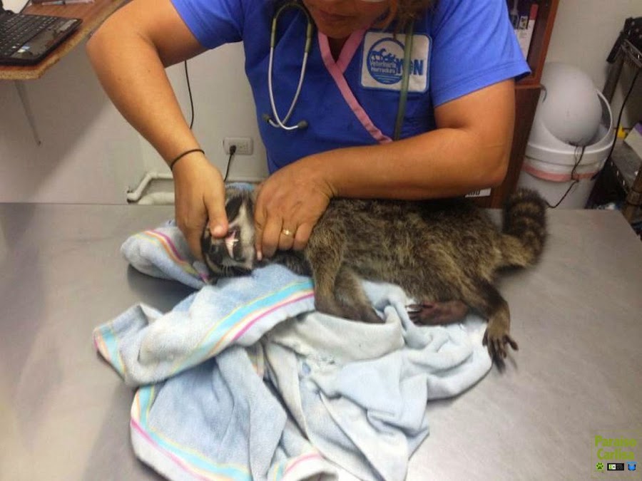 Lo más importante para los animales del centro de rescate. Veterinario ...