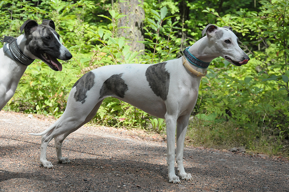 whippety Minori Ad Majus : rodzinne spotkanie