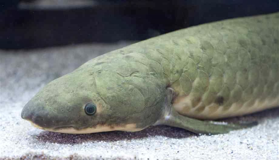 ASIKTAU: Inilah 5 Hewan yang Paling Sulit di Bunuh