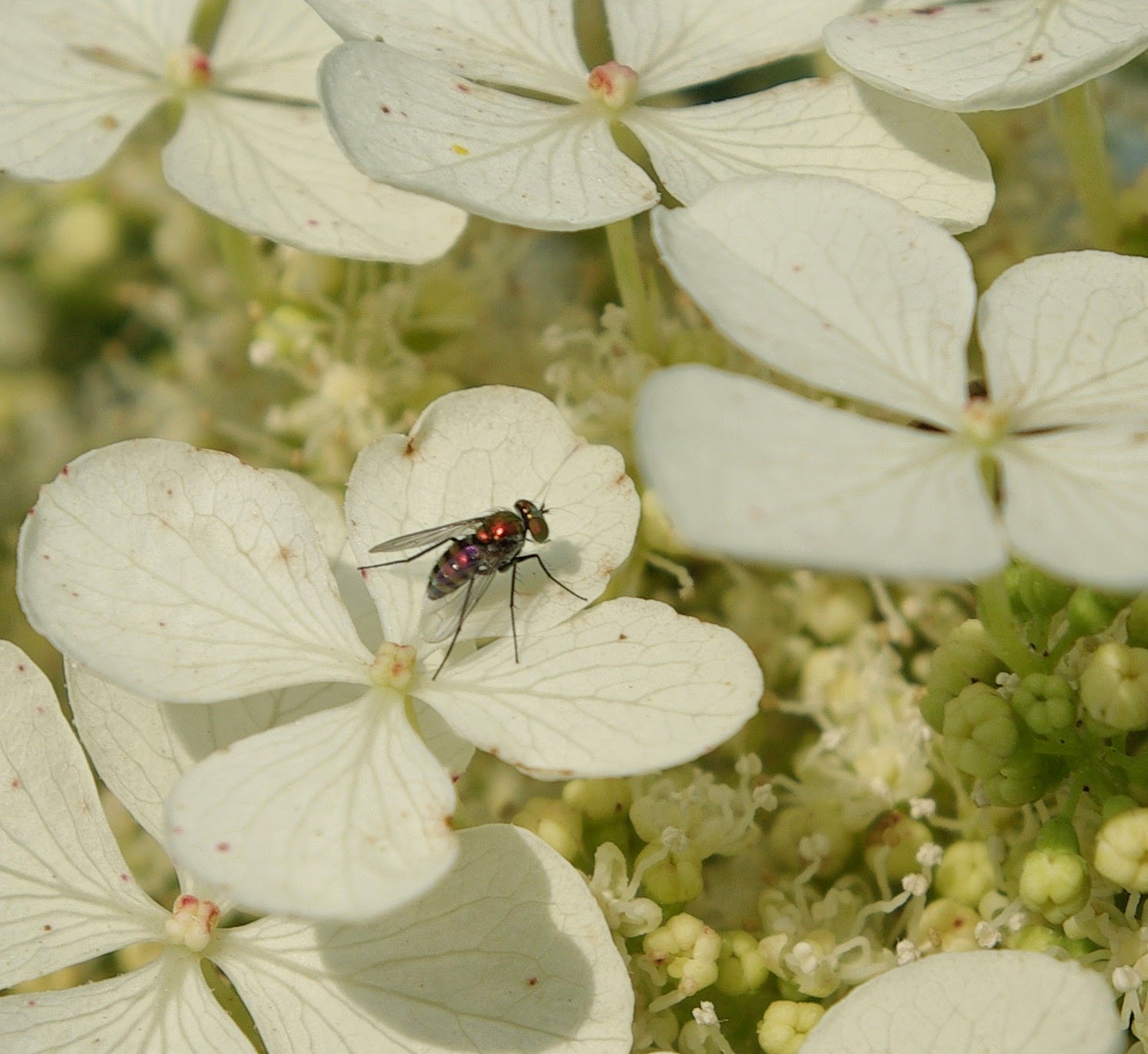 sweetbay: Oakleaf hydrangeas