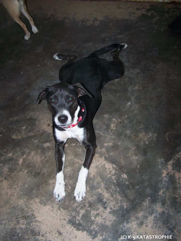 Pit Bull Frogs: Pit Bull Frog Photos